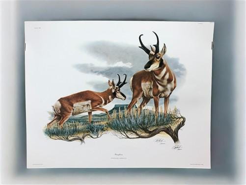 Richard Timm, Pronghorn, Signed Print, 28x22 Wade Collection, Plate 13 ...