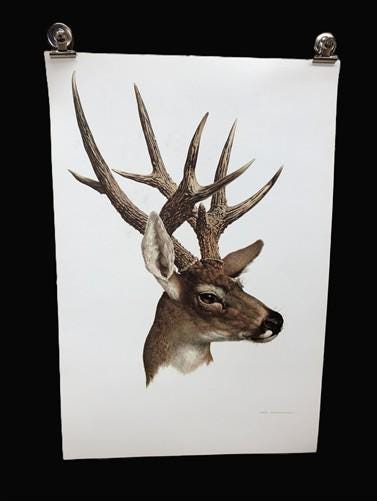 Axel Amuchastegui, White Tailed Deer, 20.75x14 South American Art Prin ...